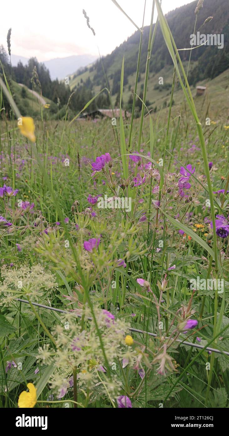 Blumenwiese wiese hintergrund hi-res stock photography and images - Alamy