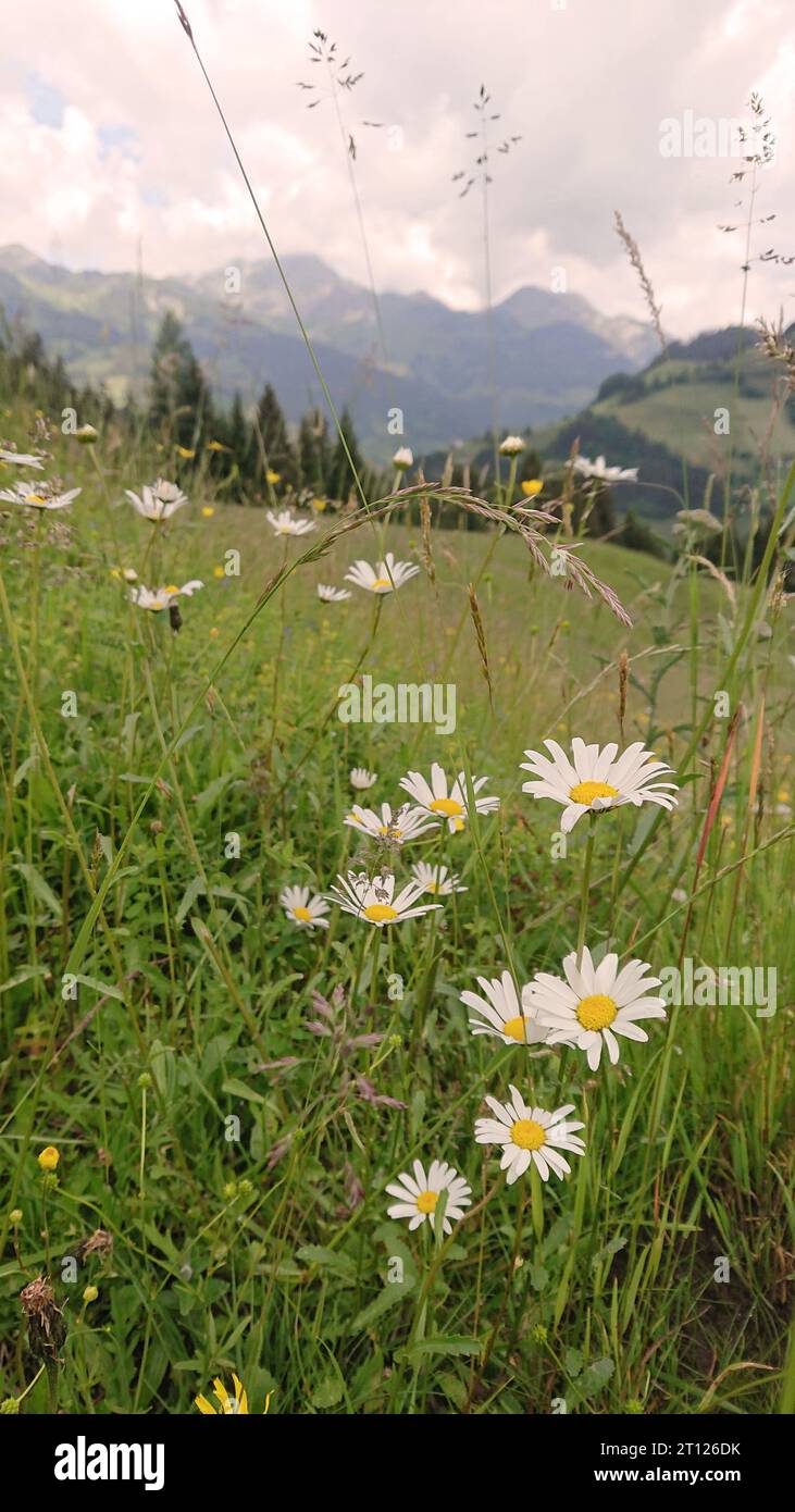 Blumenwiese wiese hintergrund hi-res stock photography and images - Alamy