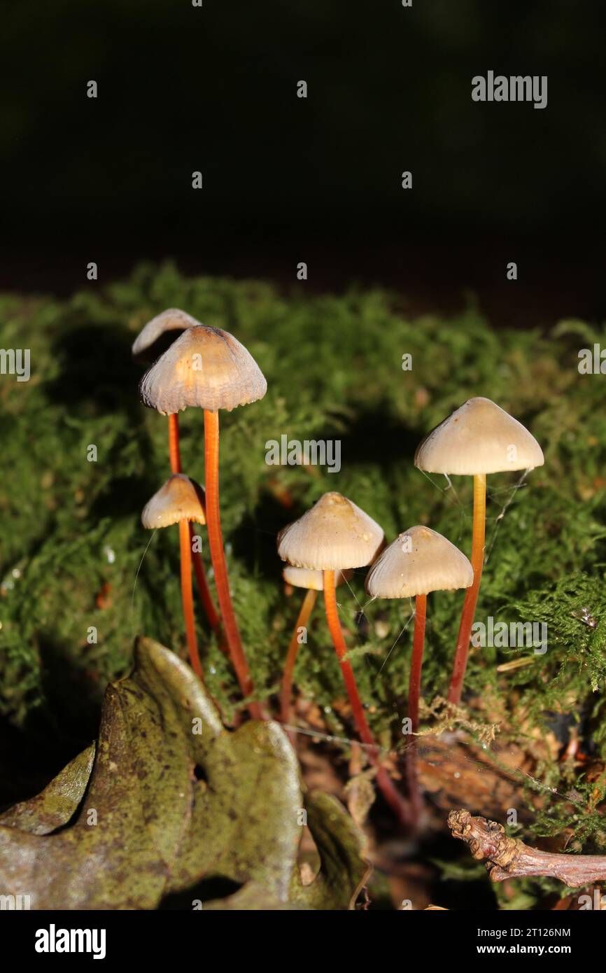 Saffrondrop bonnet mushrooms hi-res stock photography and images - Alamy