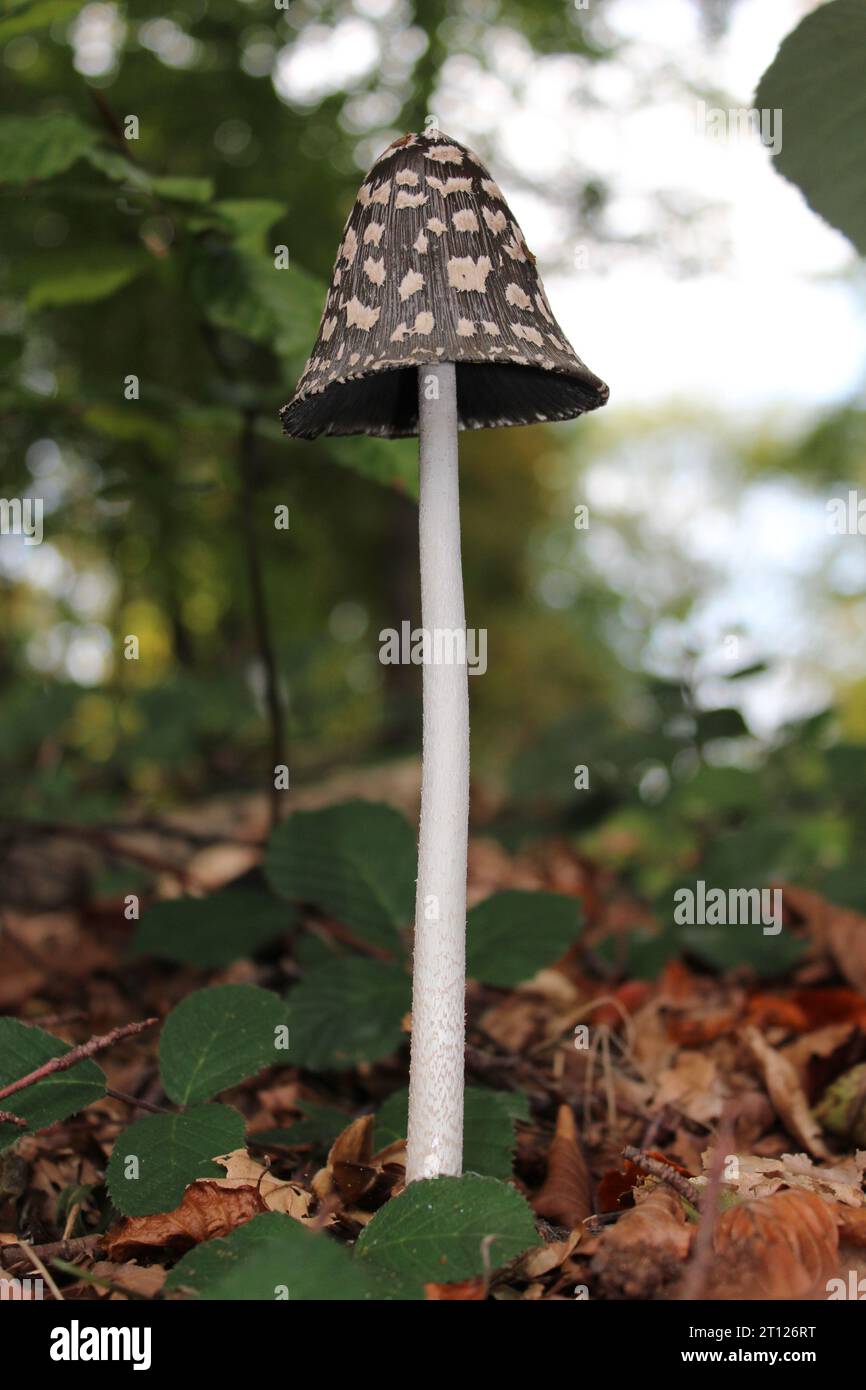 Magpie Inkcap mushroom (Coprinopsis picaceus) in British woodlands ...