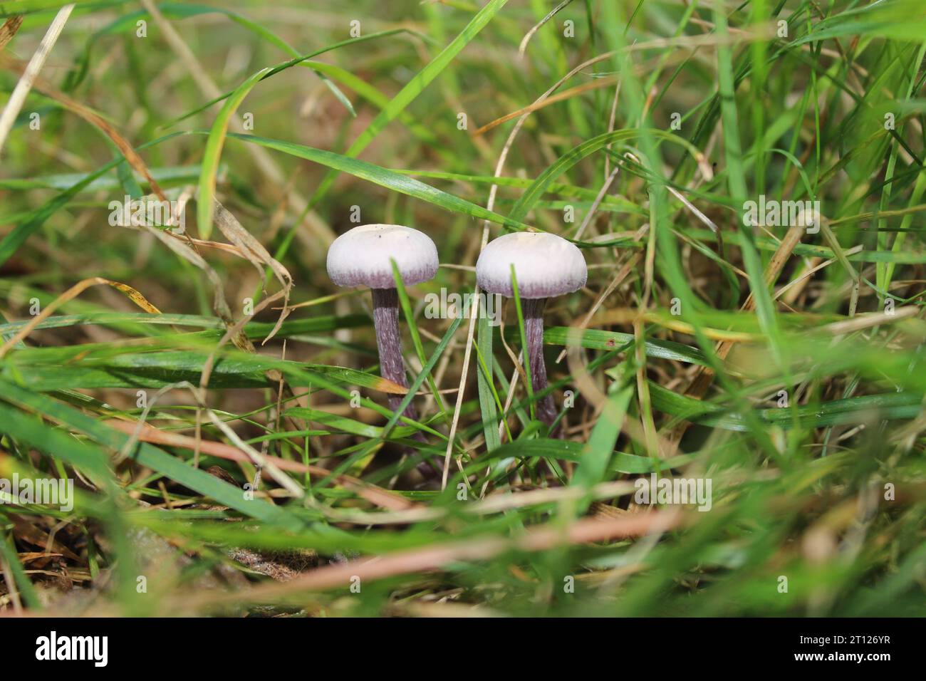 Amethyst Deceiver mushrooms (Laccaria amethystina) in British woodlands ...