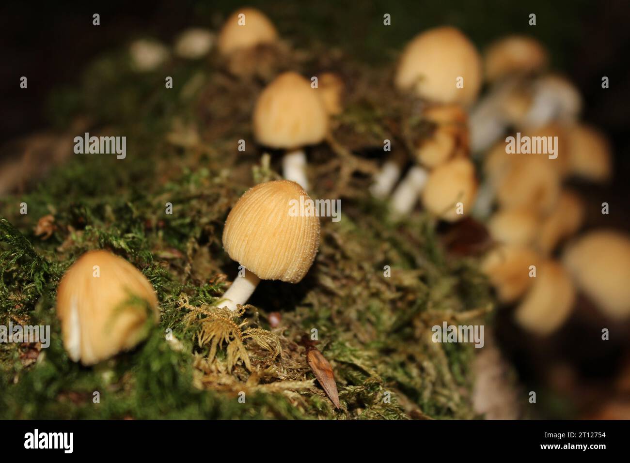 Glistening Inkcap Mushrooms (Coprinellus micaceus) on moss Stock Photo ...