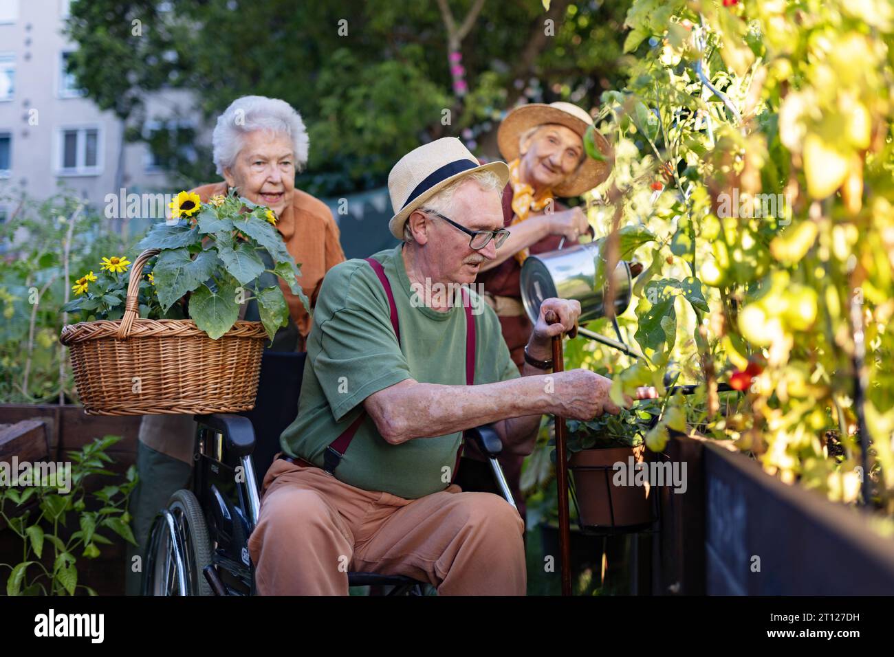 Senior friends taking care of vegetable plants in urban garden in the ...