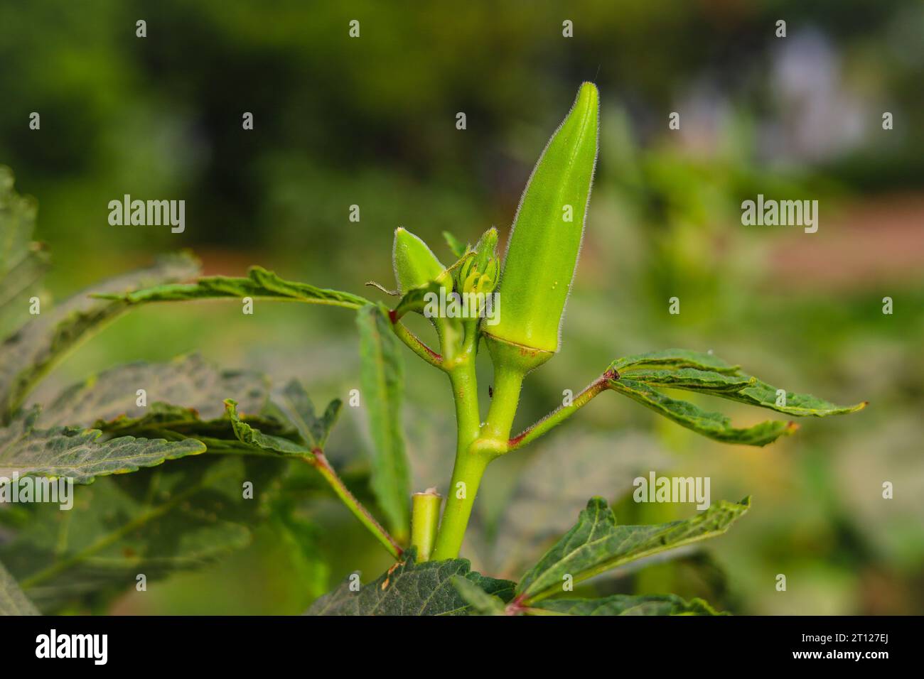 Close up of Okra.Lady fingers. Ladyfingers or okra vegetable on plant ...