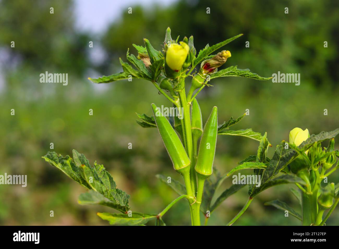 Close up of Okra.Lady fingers. Ladyfingers or okra vegetable on plant ...