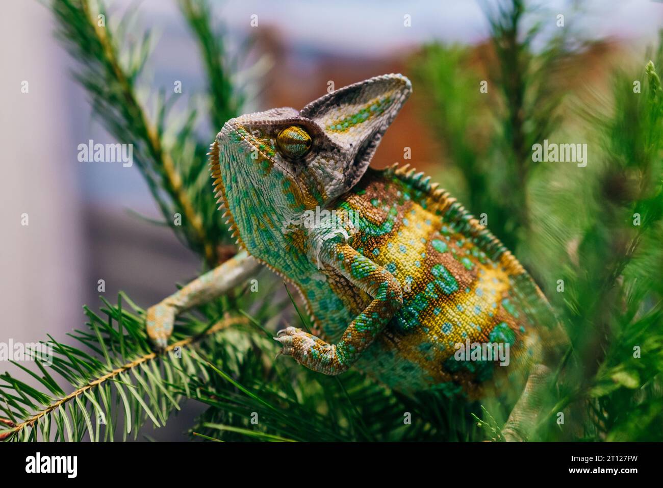 Colorful chameleon on hands on black background. High quality photo ...