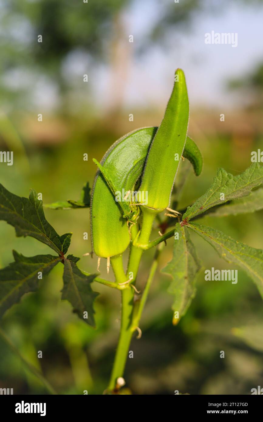 Close up of Okra.Lady fingers. Ladyfingers or okra vegetable on plant ...