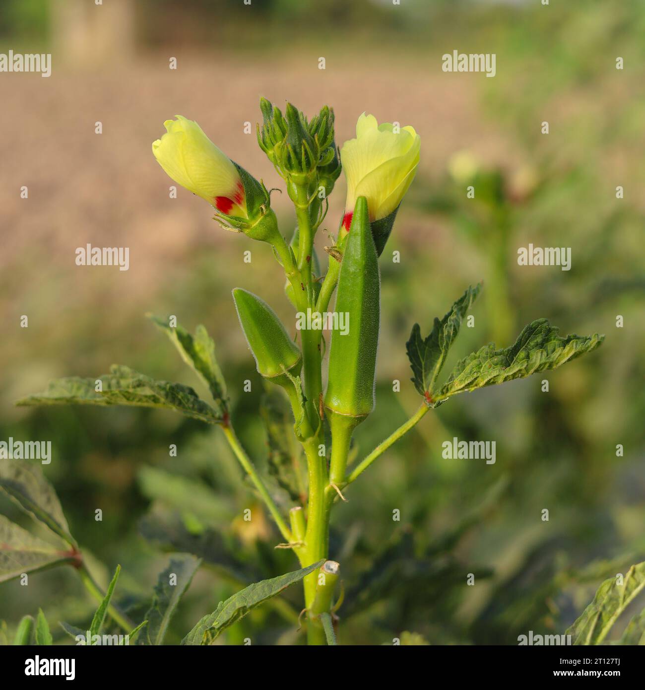 Close up of Okra.Lady fingers. Ladyfingers or okra vegetable on plant ...