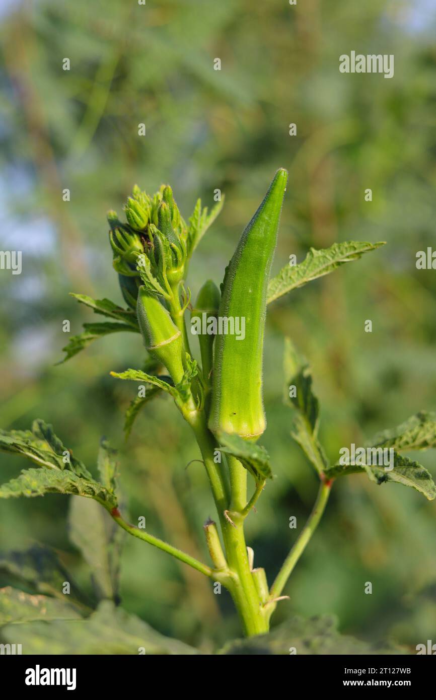 Close up of Okra.Lady fingers. Ladyfingers or okra vegetable on plant ...