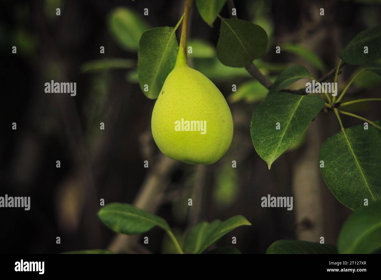 Close up of Pear Hanging on tree.Fresh juicy pears on pear tree branch ...