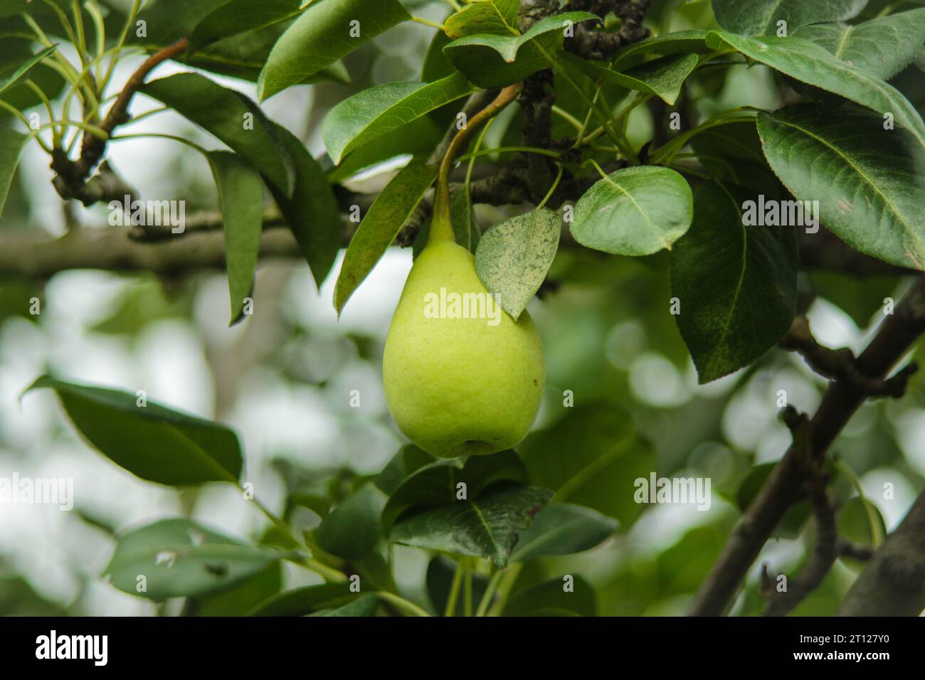 Close up of Pear Hanging on tree.Fresh juicy pears on pear tree branch ...