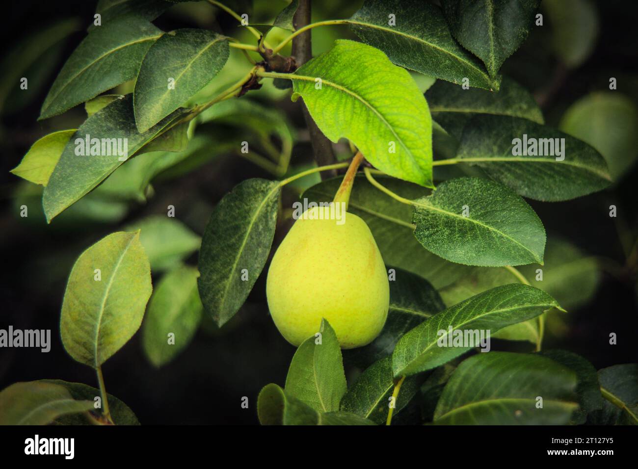 Hanging pears tree hi-res stock photography and images - Alamy