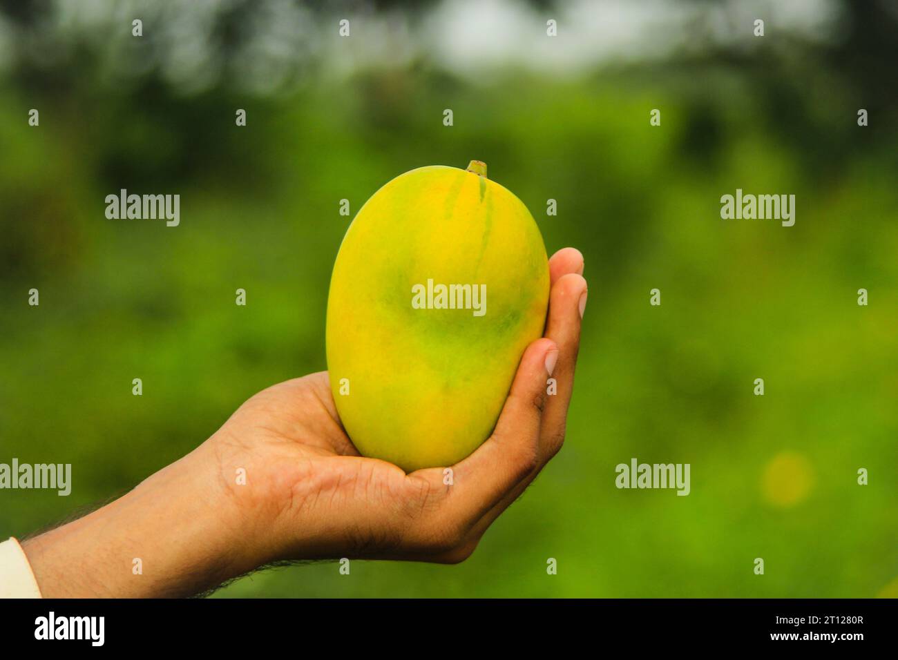 Capture of fresh riped mangoes isolated on hand.Ripen harvested mangoes ...