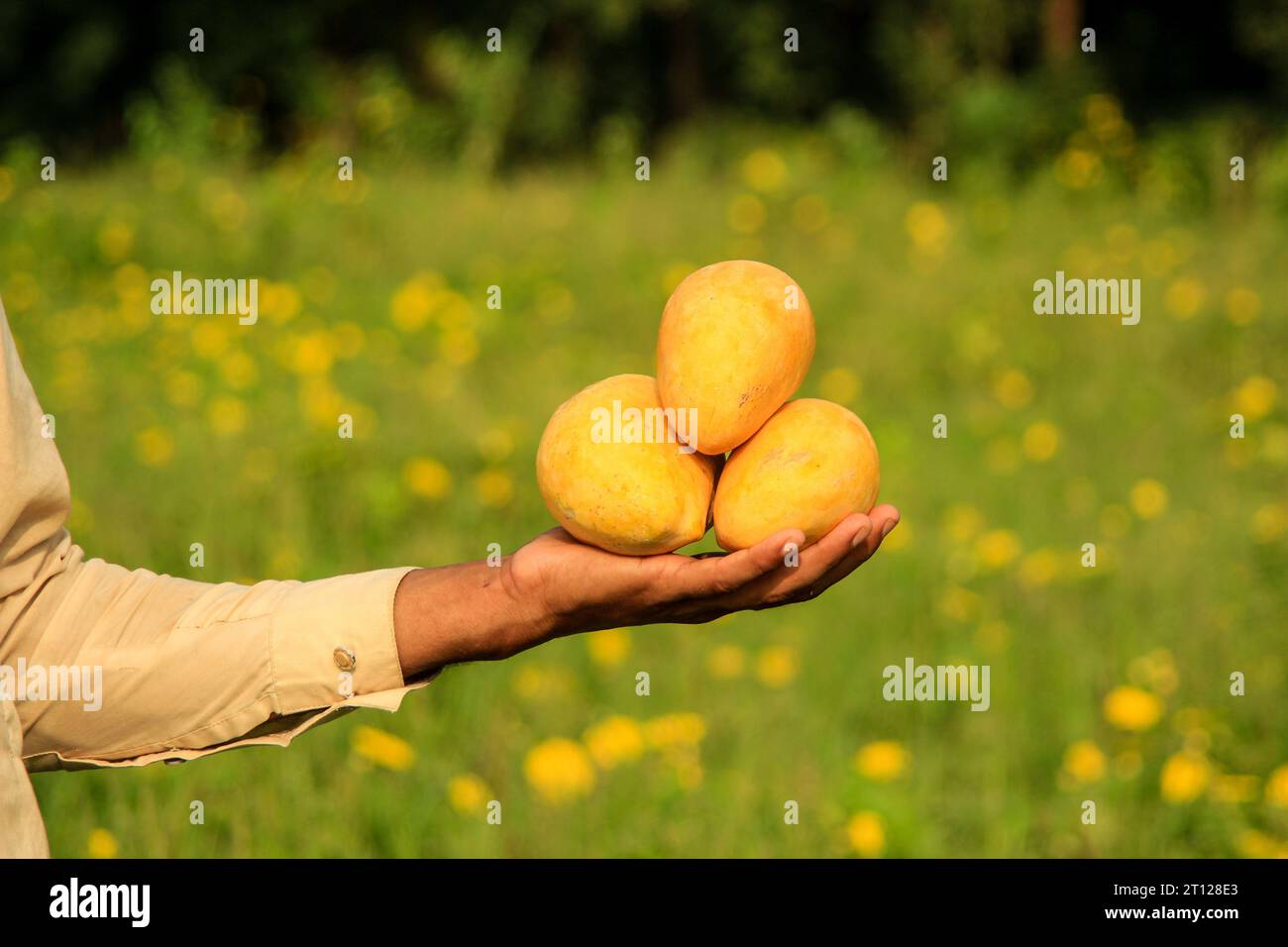 Capture of fresh riped mangoes isolated on hand.Ripen harvested mangoes ...