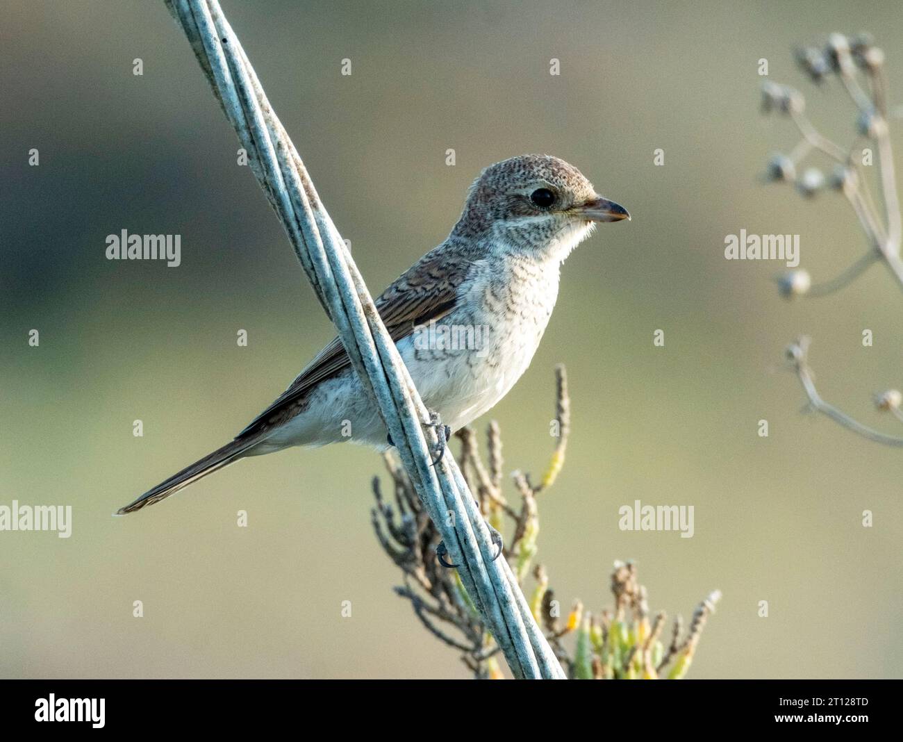 Juvenile red backed shrike akrotiri hi-res stock photography and images ...