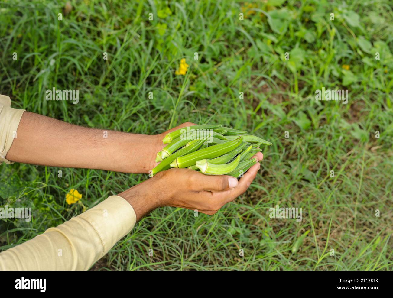 Close up of ladyfingers vegetable on hand. Close up of Okra .Lady ...