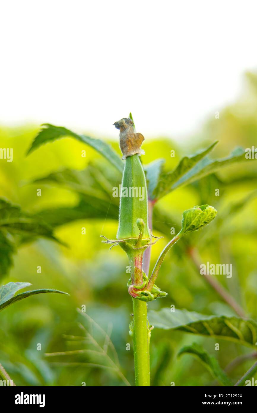 Vegetable ladies hi-res stock photography and images - Alamy