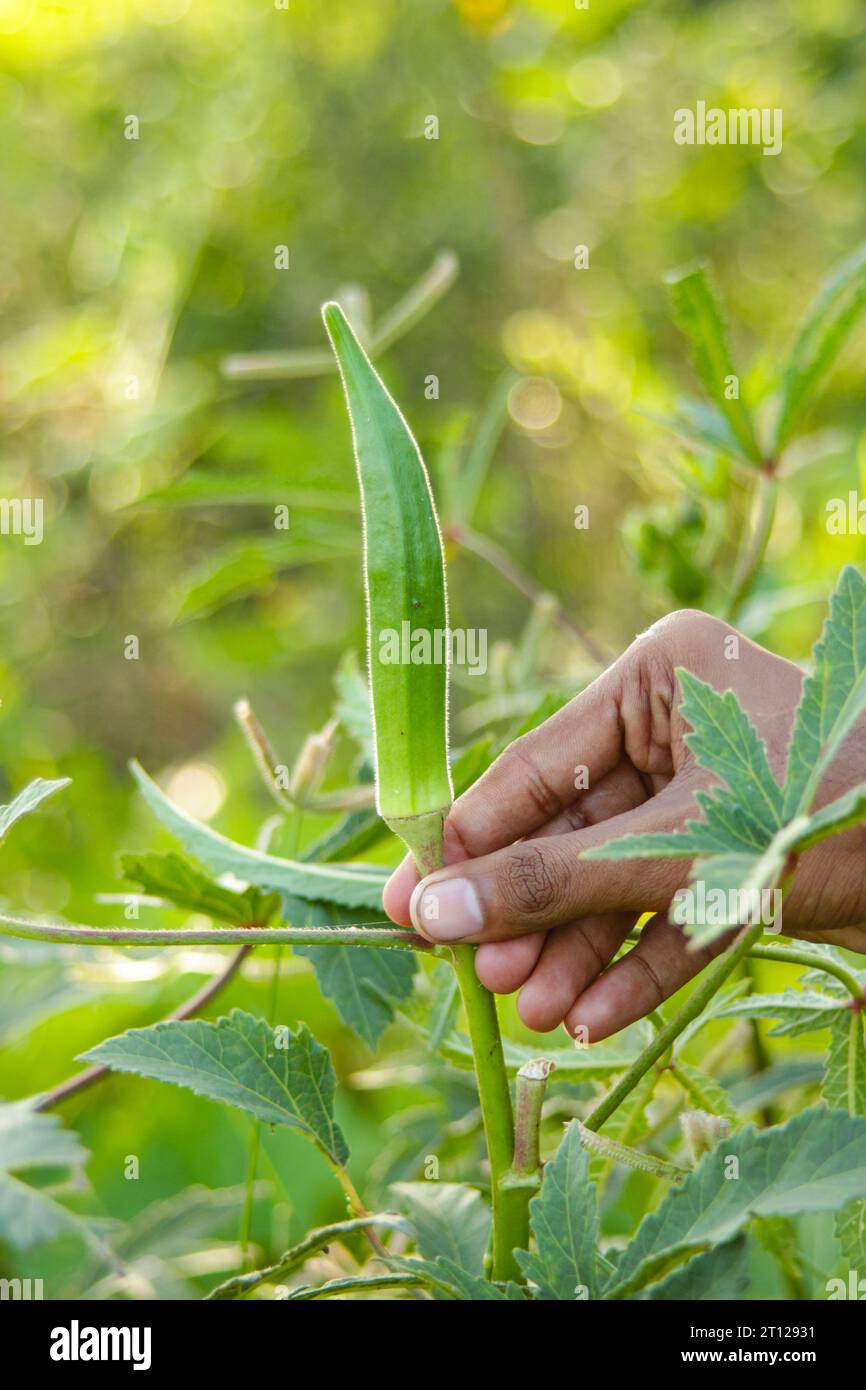 Close up of Okra.Lady fingers. Ladyfingers or okra vegetable on plant ...