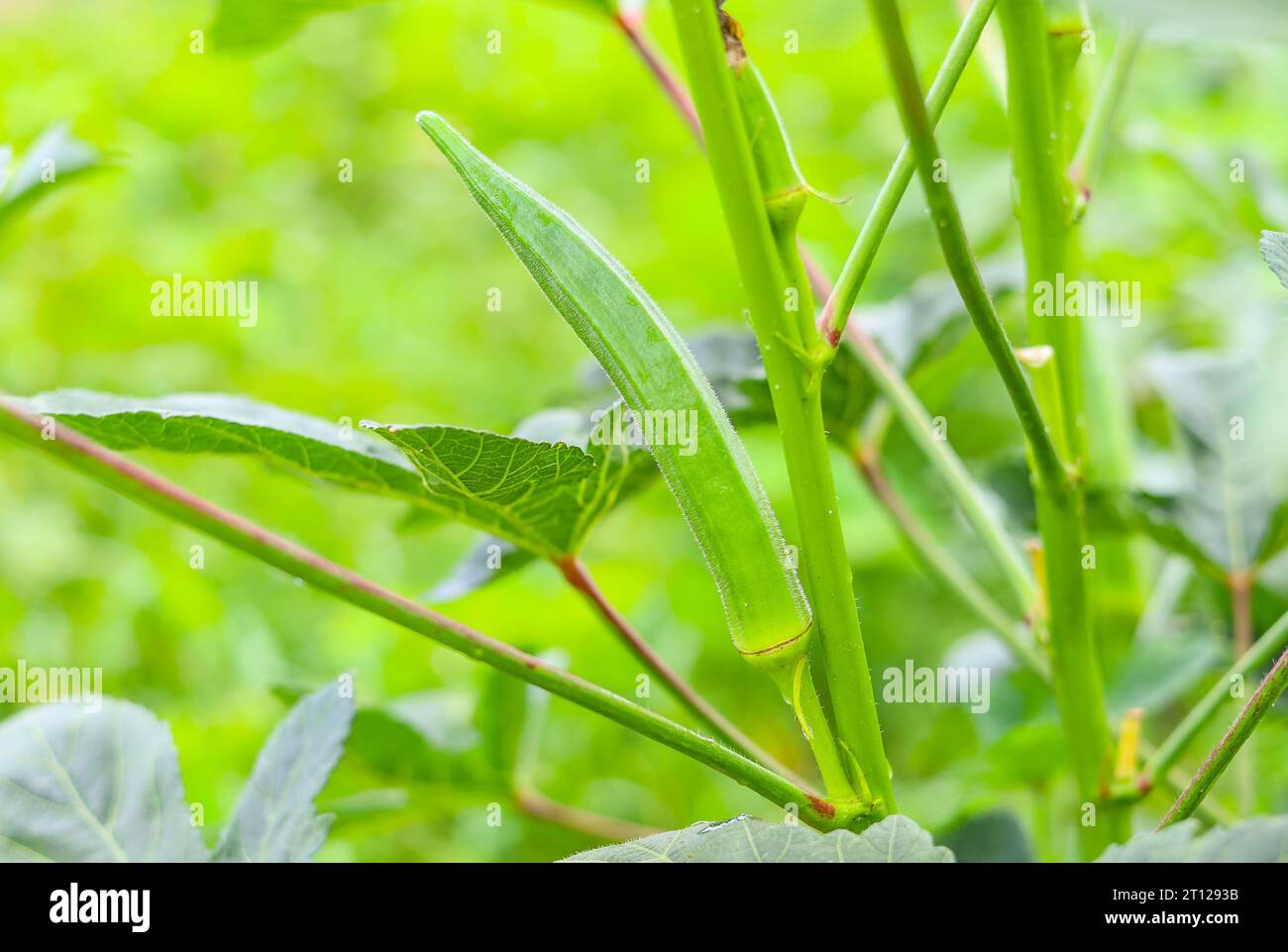 Close up of Okra.Lady fingers. Ladyfingers or okra vegetable on plant ...