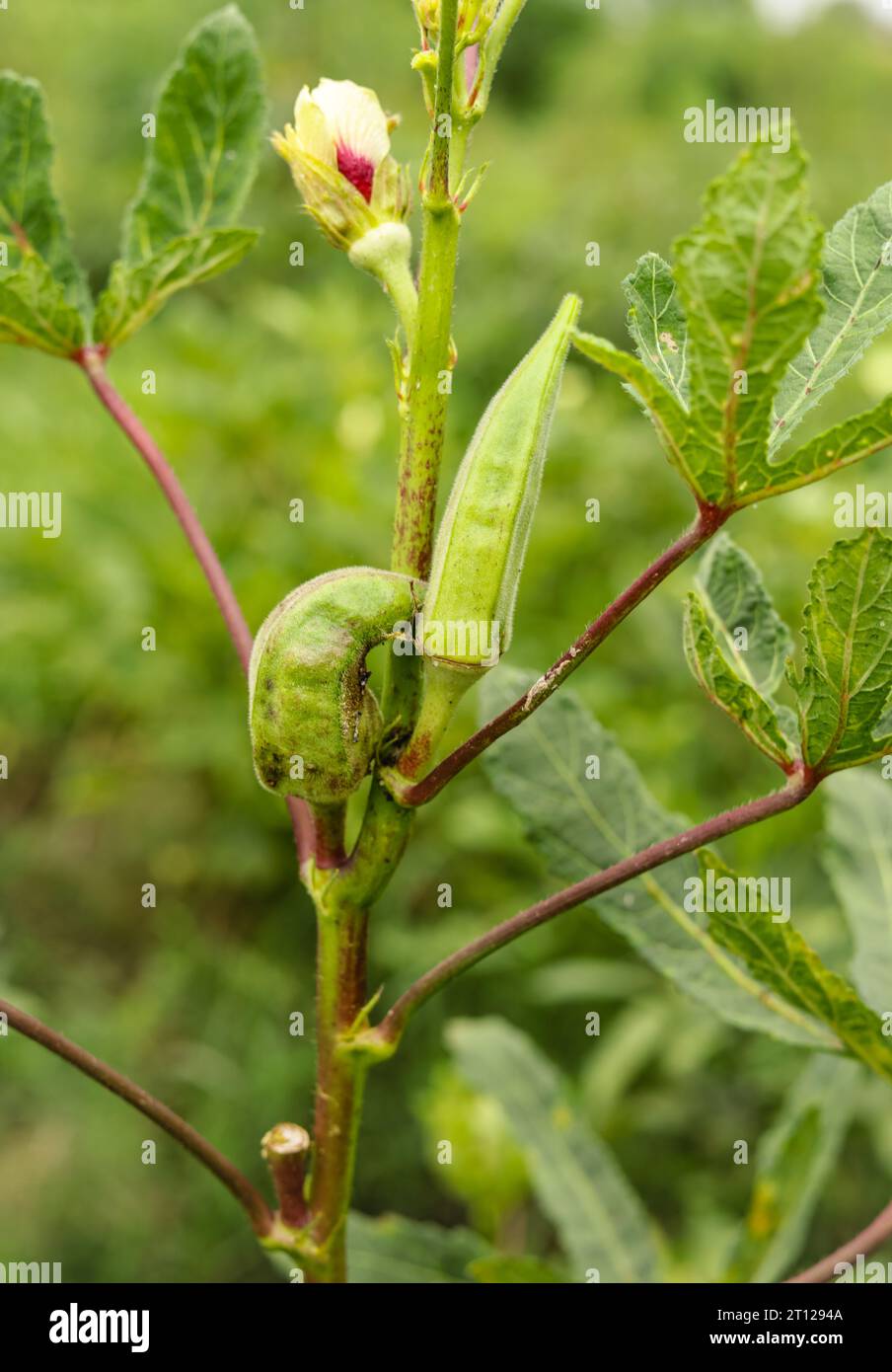 Close up of Okra.Lady fingers. Ladyfingers or okra vegetable on plant ...