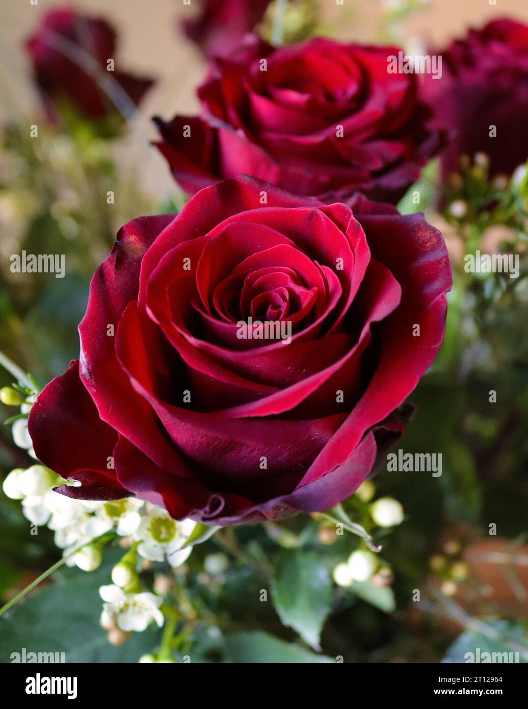 red roses rote rosen Stock Photo - Alamy