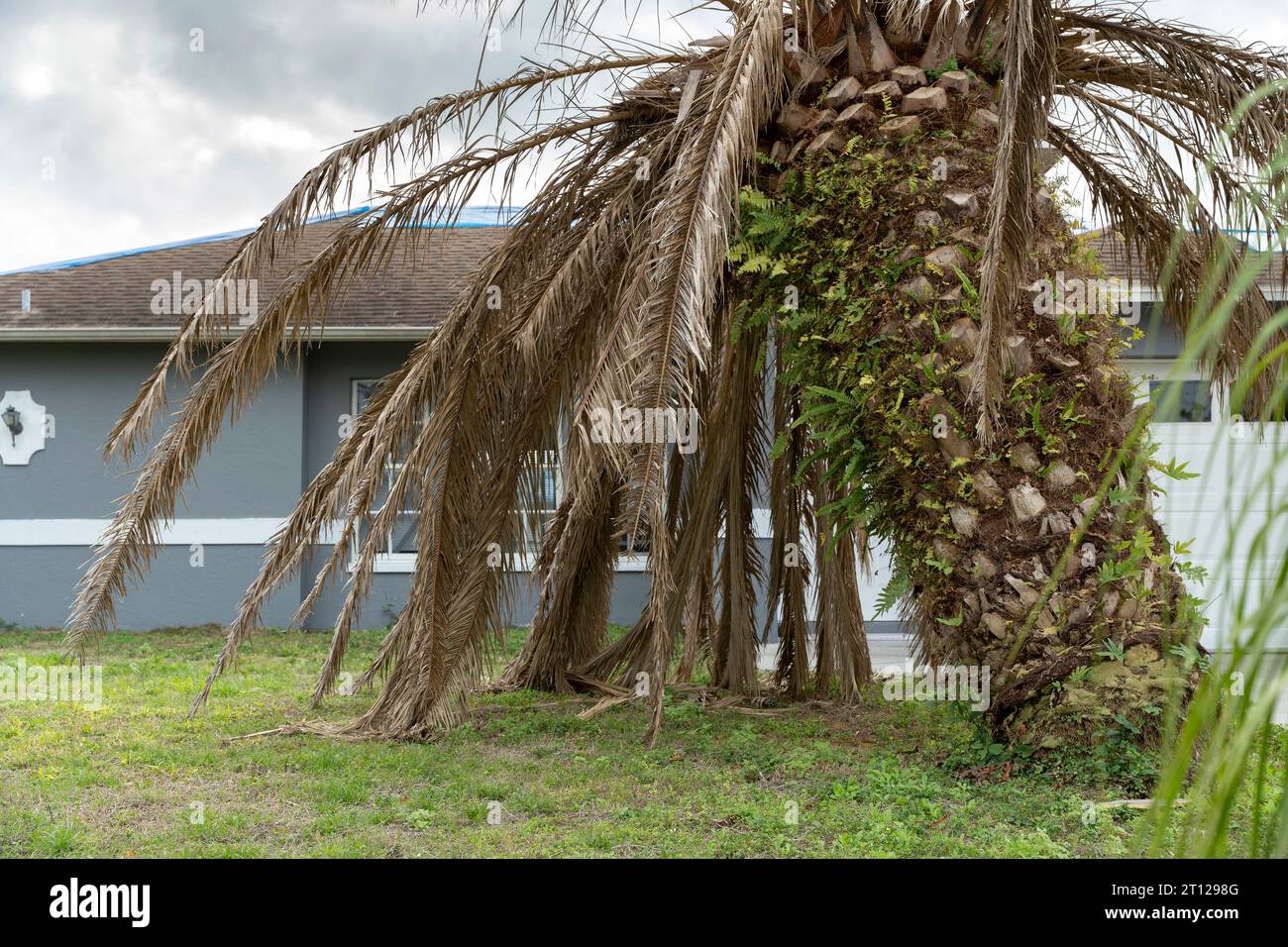 Root dead palm tree hi-res stock photography and images - Alamy