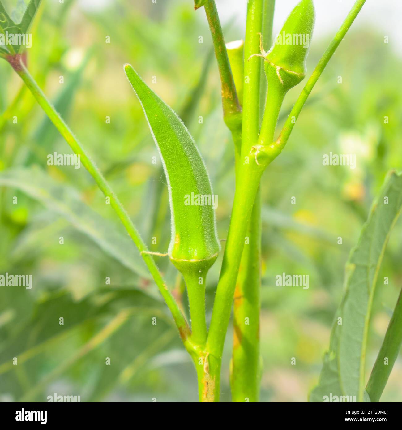 Ladies finger flower on plant hi-res stock photography and images - Alamy