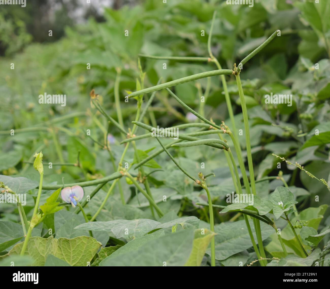 Close up of cowpeas pods on plant. Green pods of cowpeas Vegetable ...