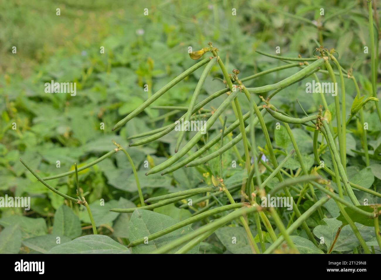Close up of cowpeas pods on plant. Green pods of cowpeas Vegetable ...
