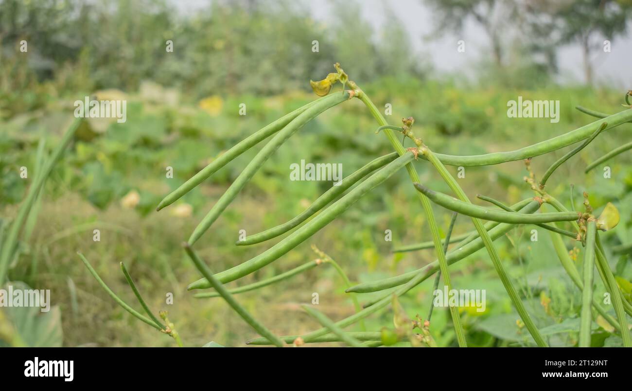Close up of cowpeas pods on plant. Green pods of cowpeas Vegetable ...