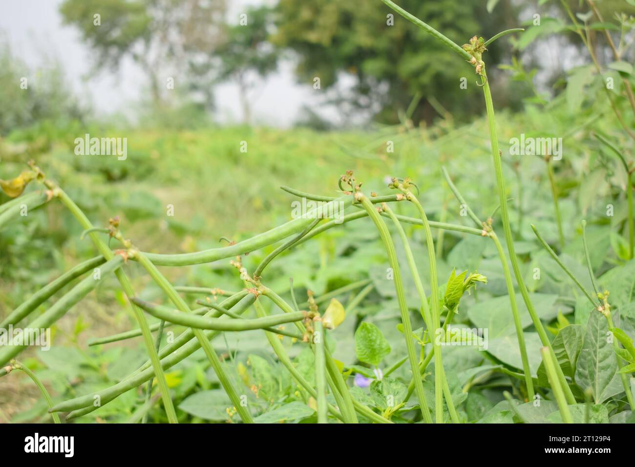 Close up of cowpeas pods on plant. Green pods of cowpeas Vegetable ...