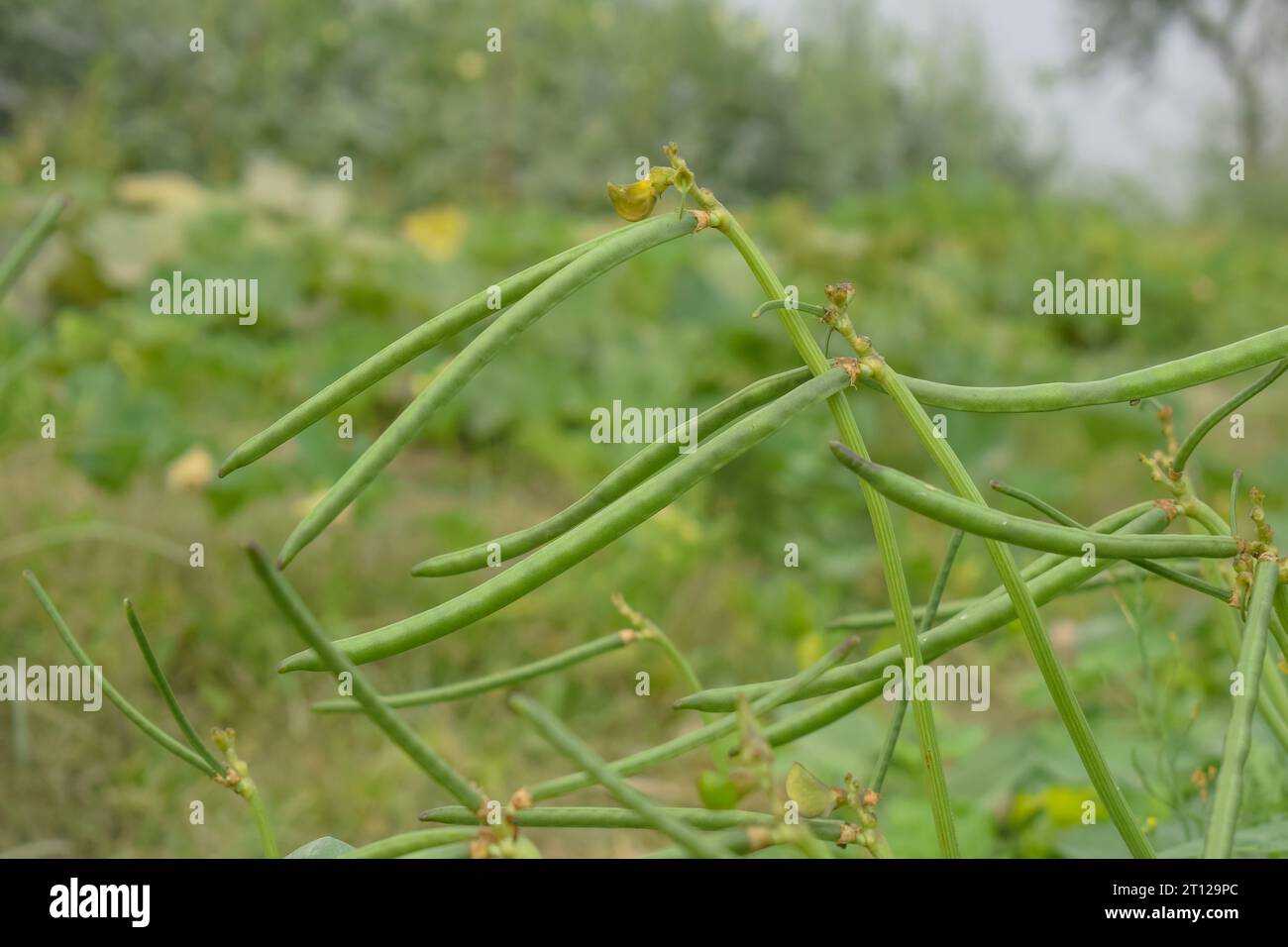 Close up of cowpeas pods on plant. Green pods of cowpeas Vegetable ...