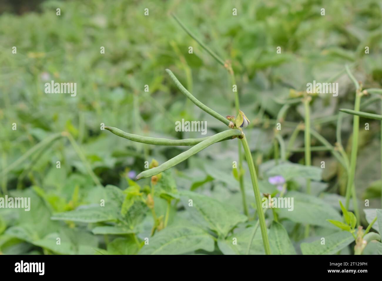 Close up of cowpeas pods on plant. Green pods of cowpeas Vegetable ...