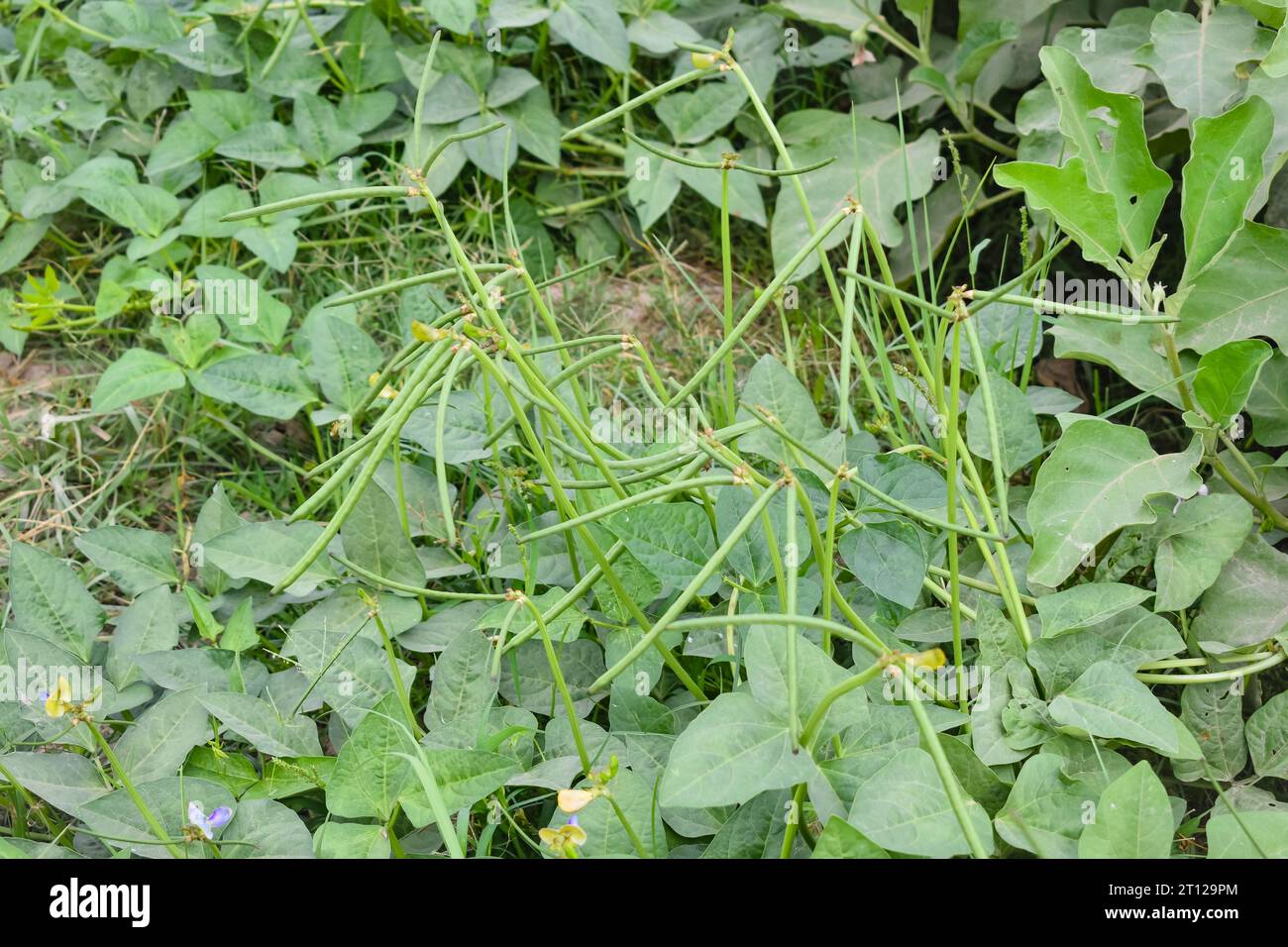 Close up of cowpeas pods on plant. Green pods of cowpeas Vegetable ...