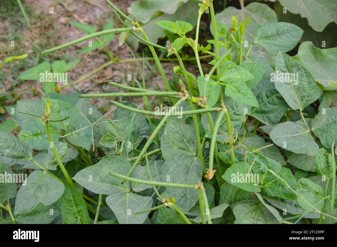 Close up of cowpeas pods on plant. Green pods of cowpeas Vegetable ...