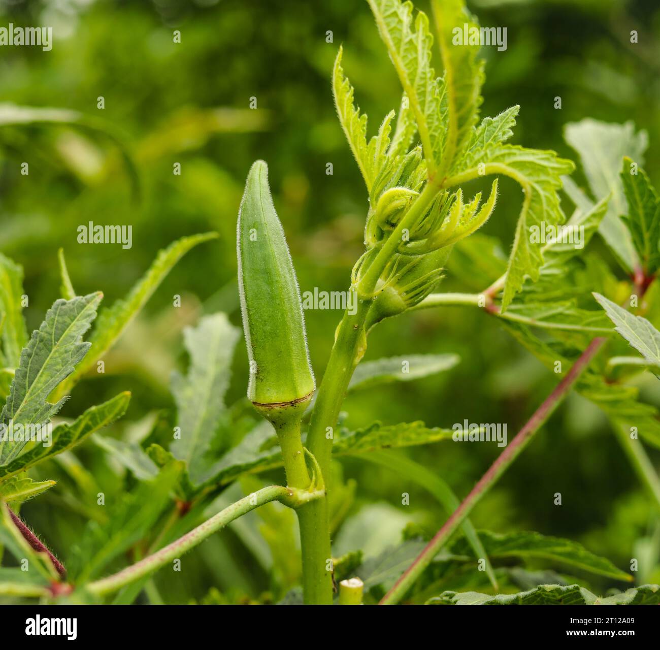 Close up of Okra.Lady fingers. Ladyfingers or okra vegetable on plant ...