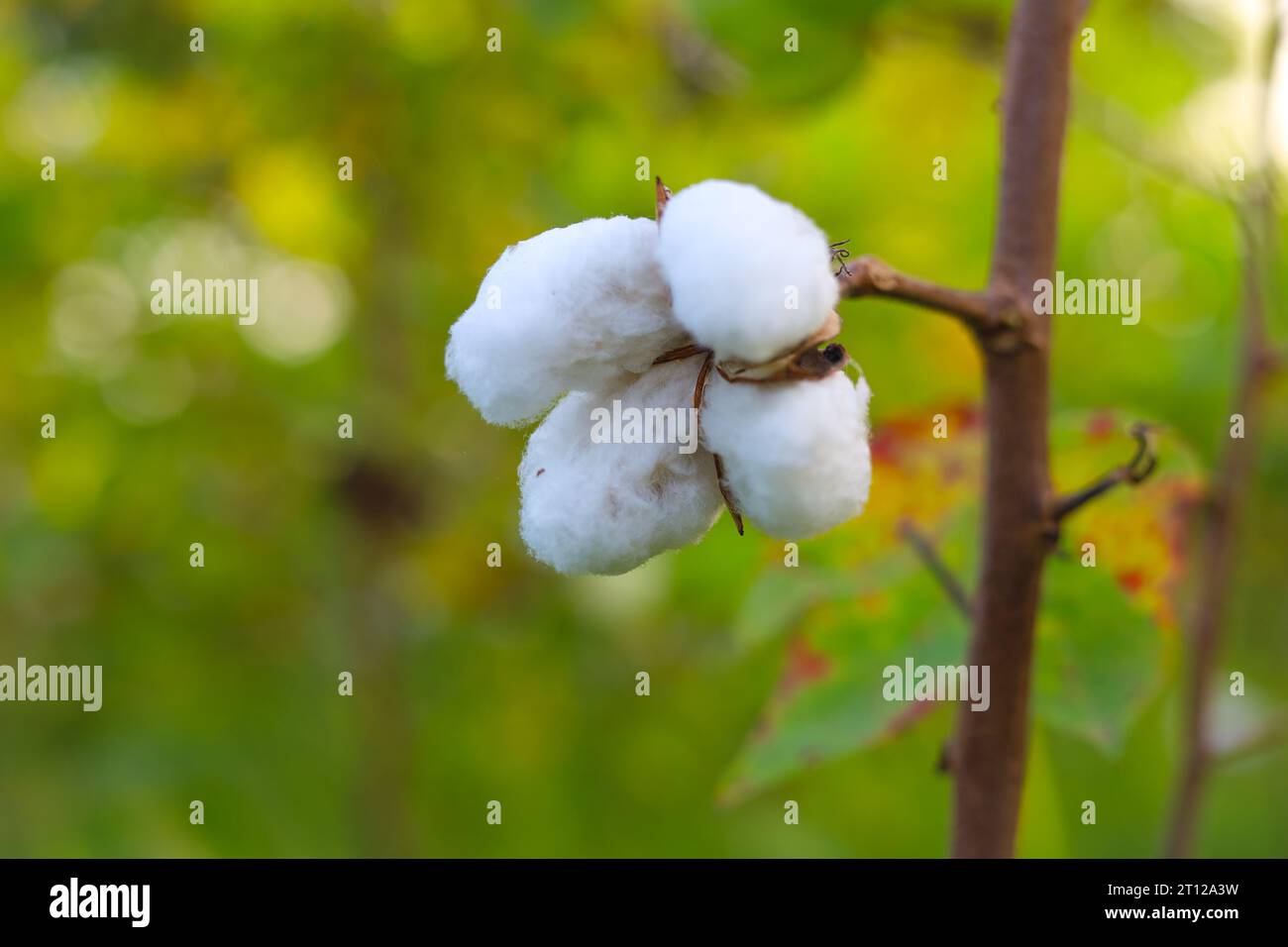 Cotton flower hi-res stock photography and images - Alamy