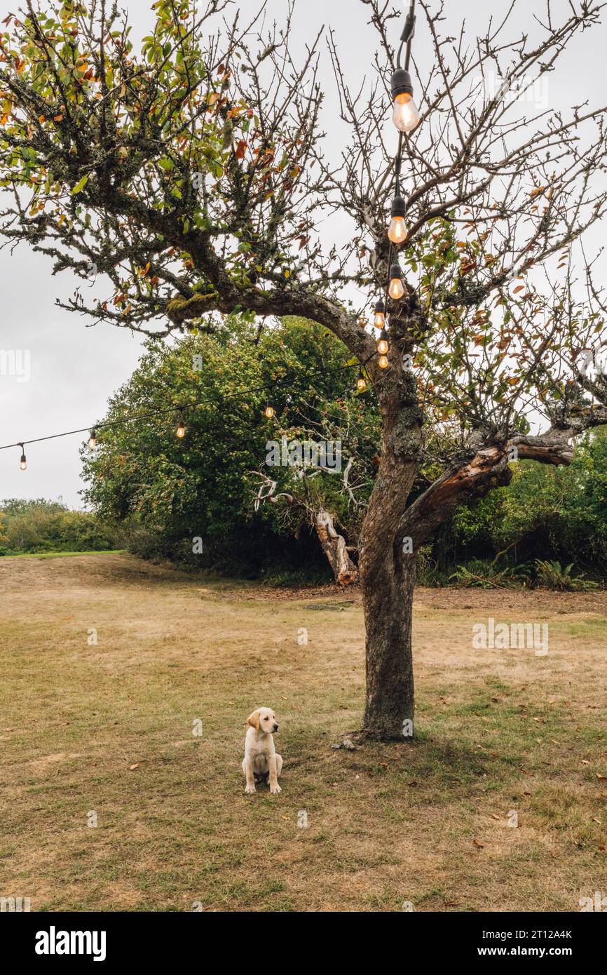 Pup lights hi-res stock photography and images - Alamy