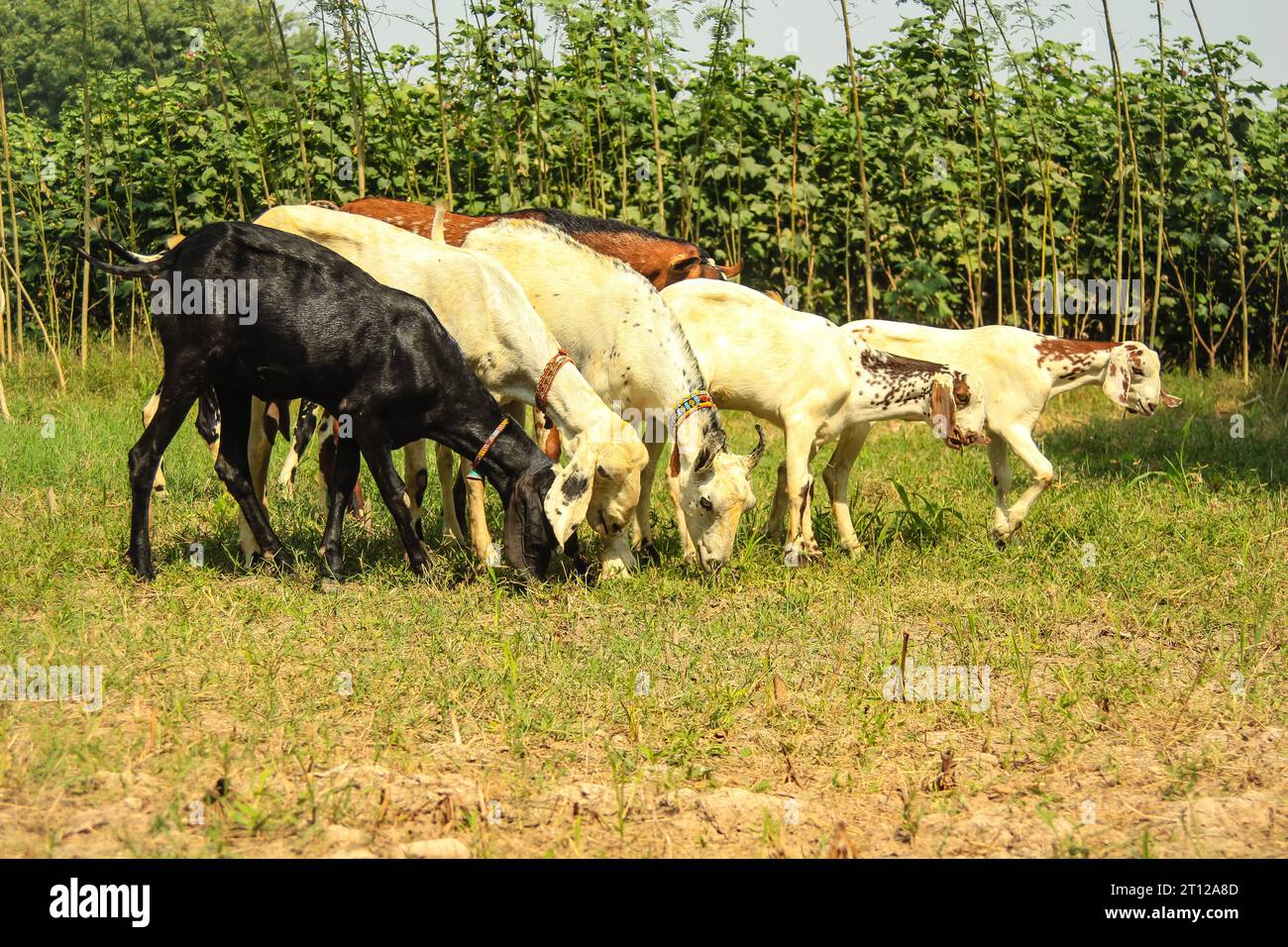 Anglo Nubian goat eating grass on meadow.Young Anglo-Nubian goat ...