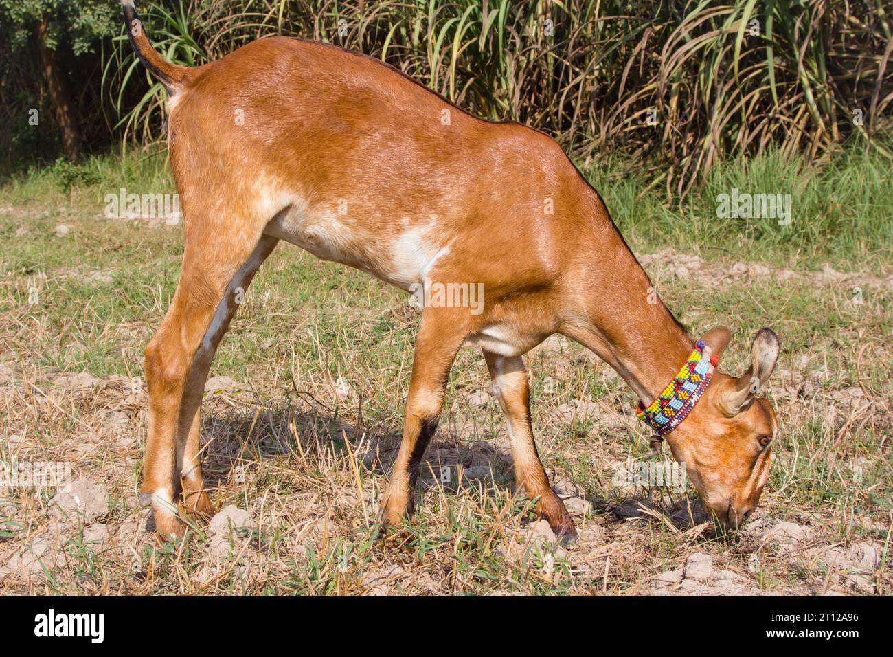 Anglo Nubian goat eating grass on meadow.Young Anglo-Nubian goat ...