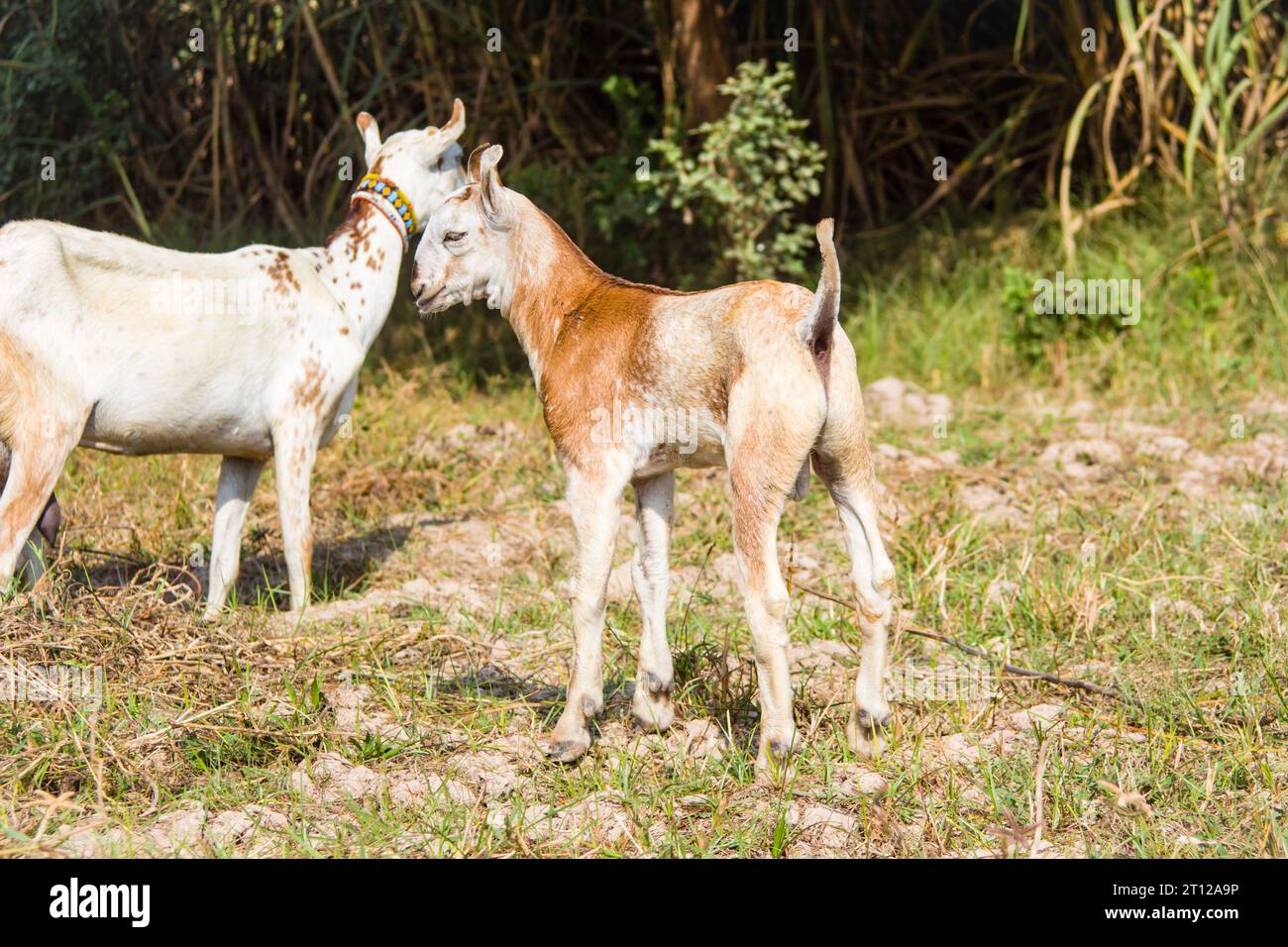 Anglo Nubian goat eating grass on meadow.Young Anglo-Nubian goat ...