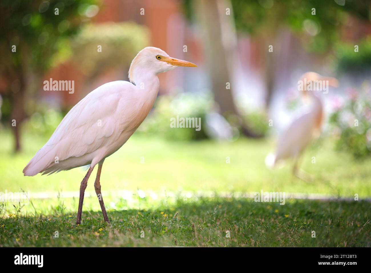 White cattle egret wild bird, also known as Bubulcus ibis walking on ...