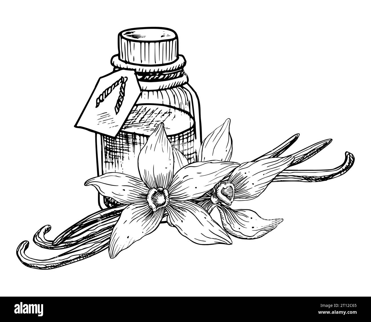 Vanilla Essential Oil with flowers and sticks. Hand drawn vector ...