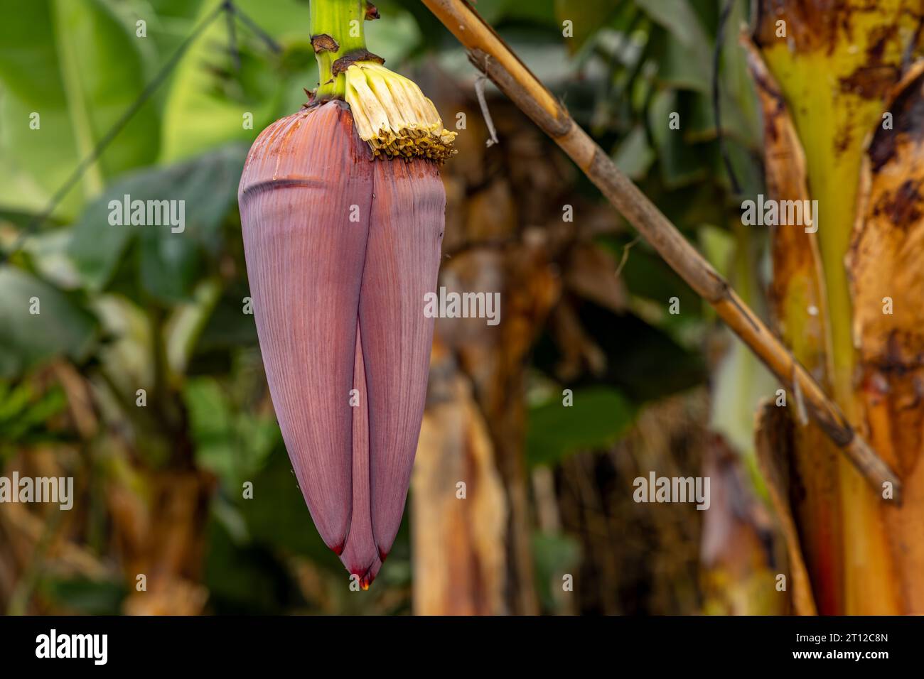 Dwarf Cavendish bananas from the Canary Islands banana leaves banana ...