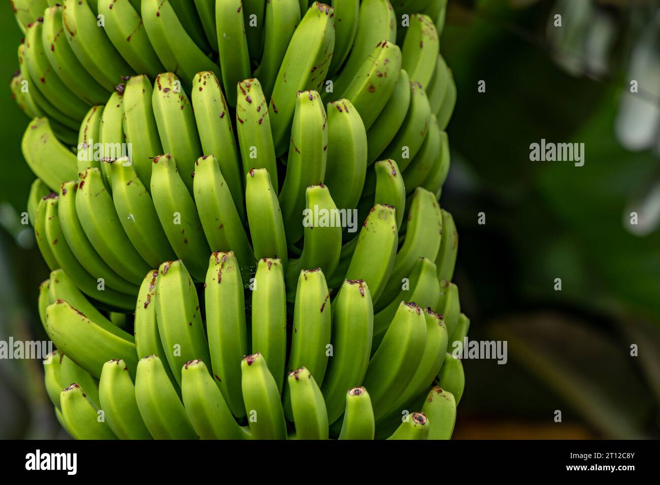 Dwarf Cavendish bananas from the Canary Islands banana leaves banana ...