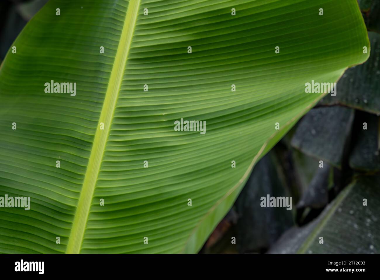 Dwarf Cavendish bananas from the Canary Islands banana leaves banana ...