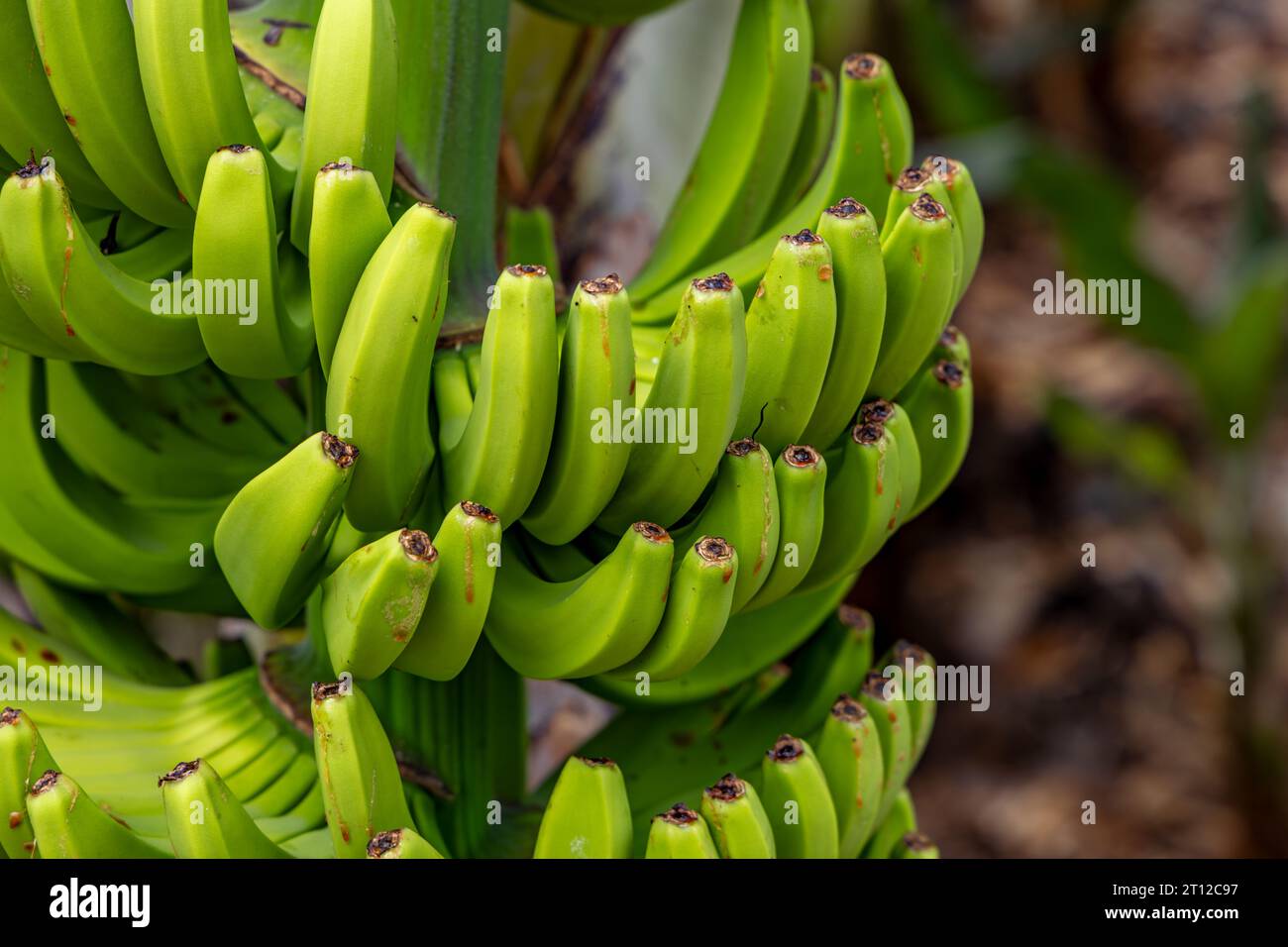 Dwarf Cavendish bananas from the Canary Islands banana leaves banana ...