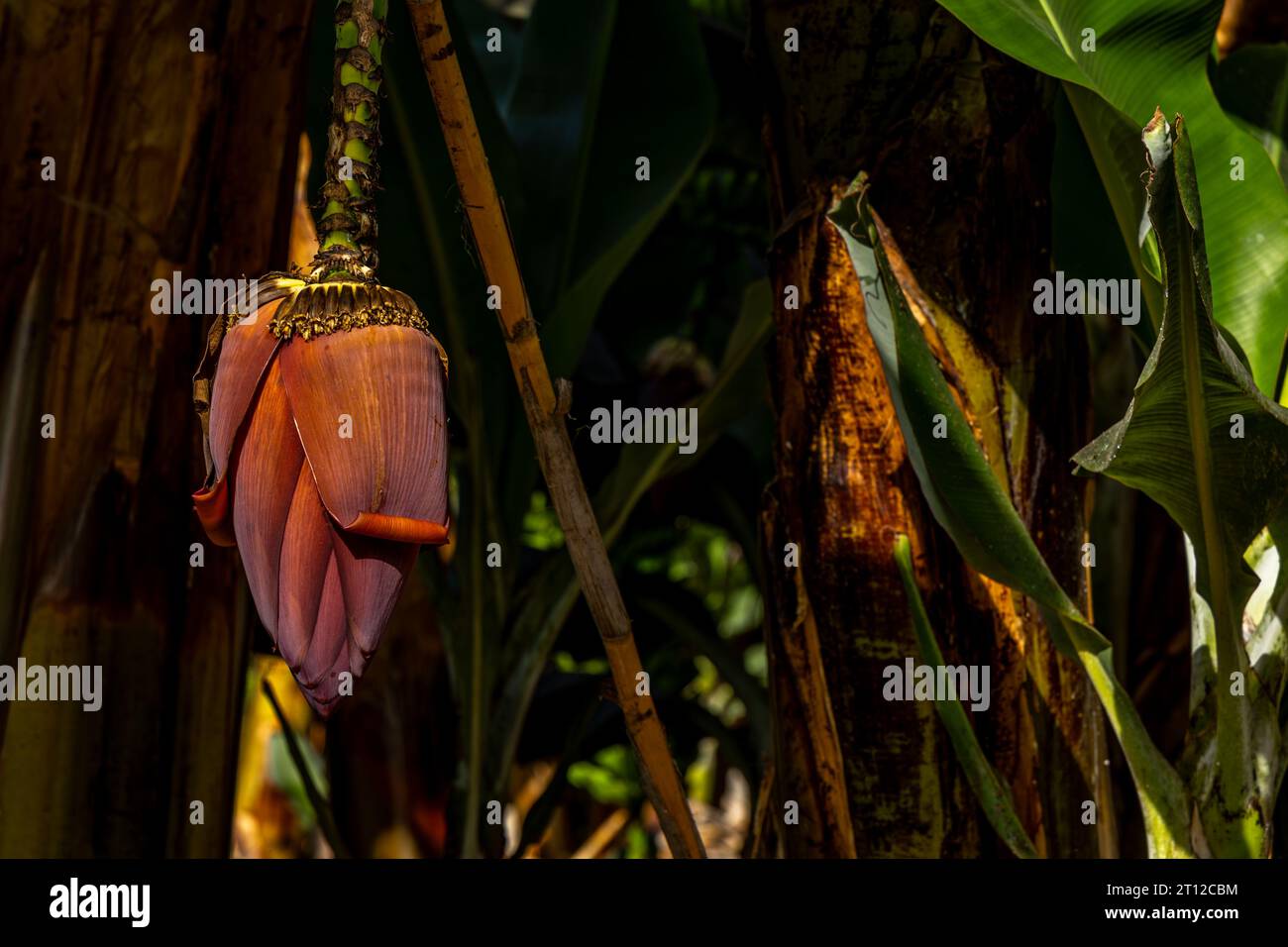 Dwarf Cavendish bananas from the Canary Islands banana leaves banana ...