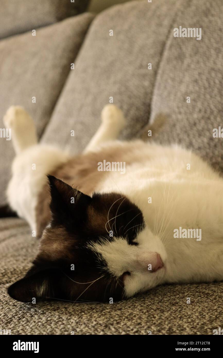 Katze im fokus hi-res stock photography and images - Alamy