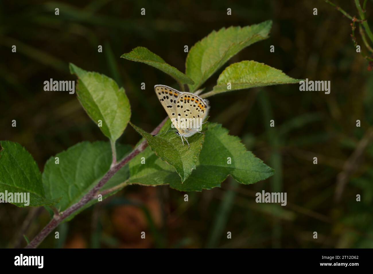 Lycaena tityrus Family Lycaenidae Genus Lycaena Sooty Copper butterfly ...